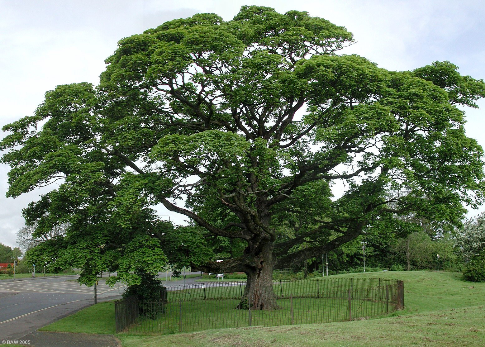 Views around Renfrewshire - The Darnley Sycamore, Darnley - The ...